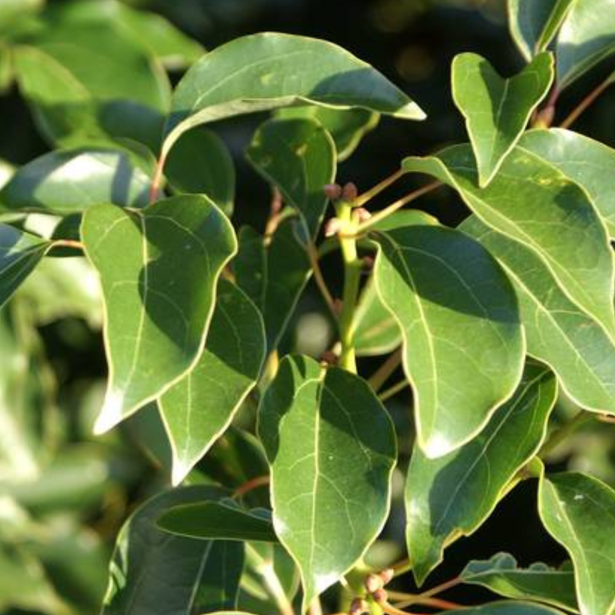 Huile essentielle Ravintsara – Formaderm