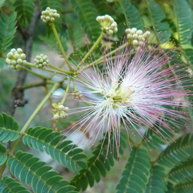 Mimosa tenuiflora : toutes les vertus ! – Formaderm